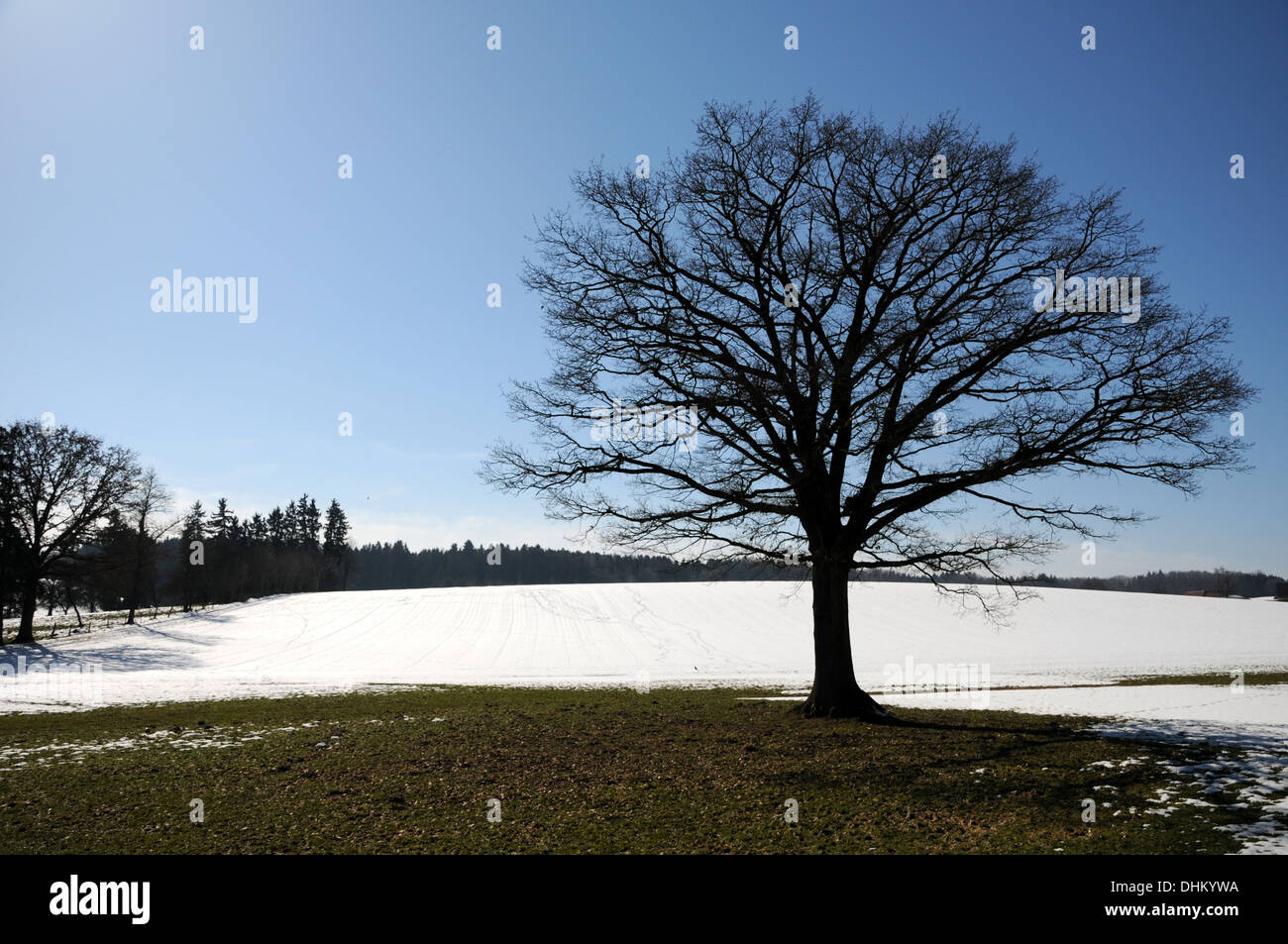 German oak trees hi-res stock photography and images - Alamy