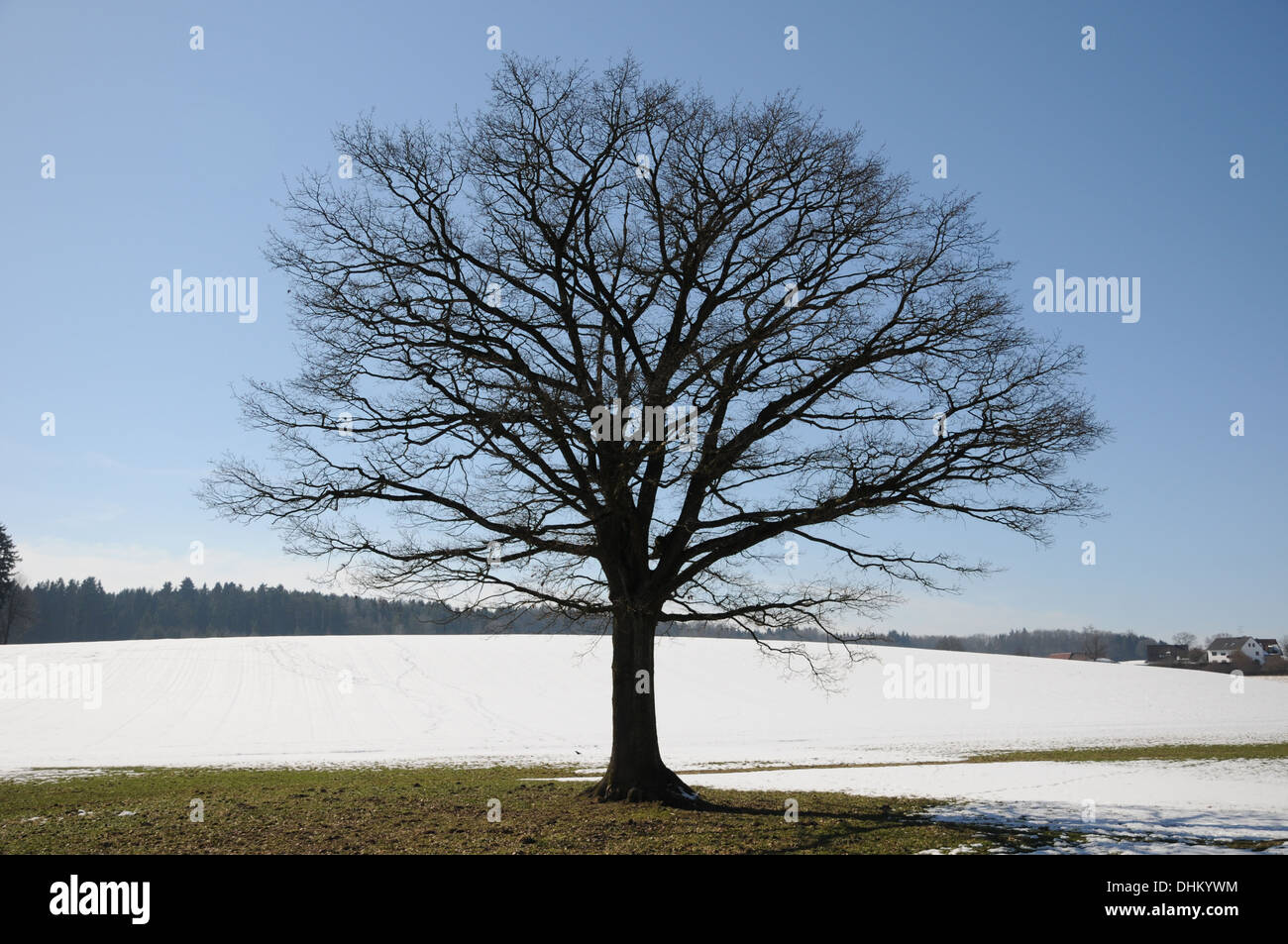 German oak hi-res stock photography and images - Alamy