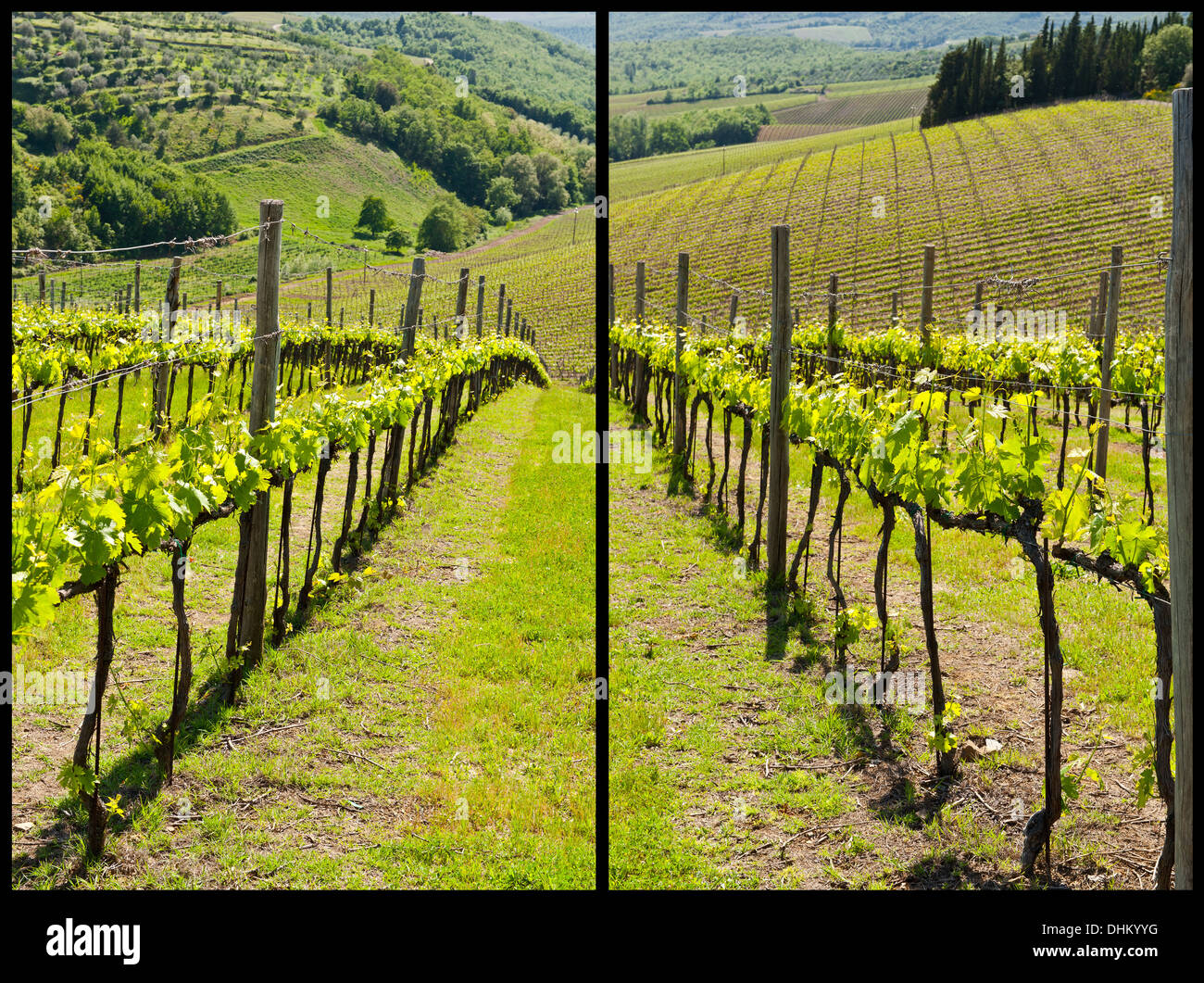 Italian forest vine hi-res stock photography and images - Alamy