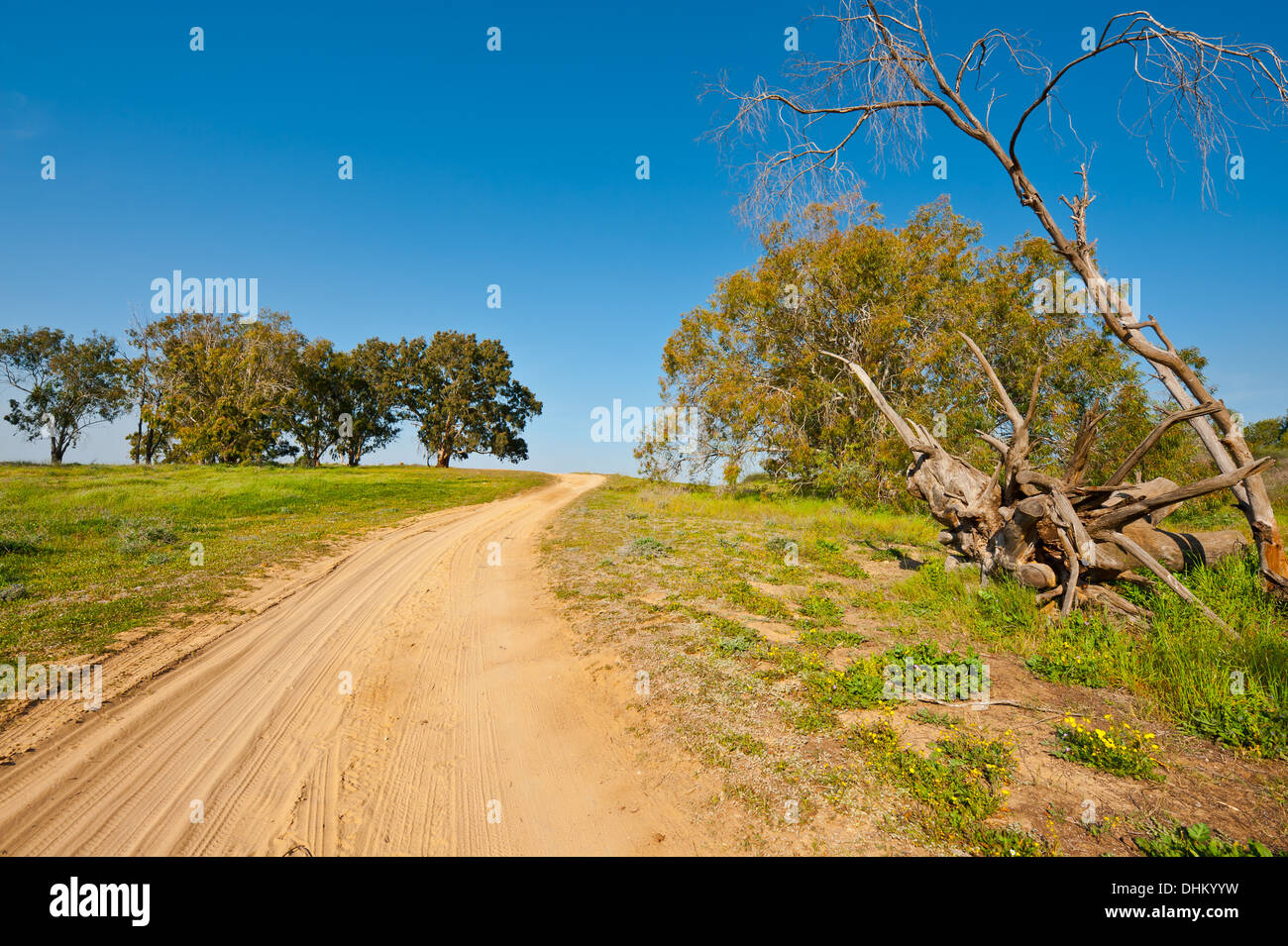 Broken tree hi-res stock photography and images - Alamy