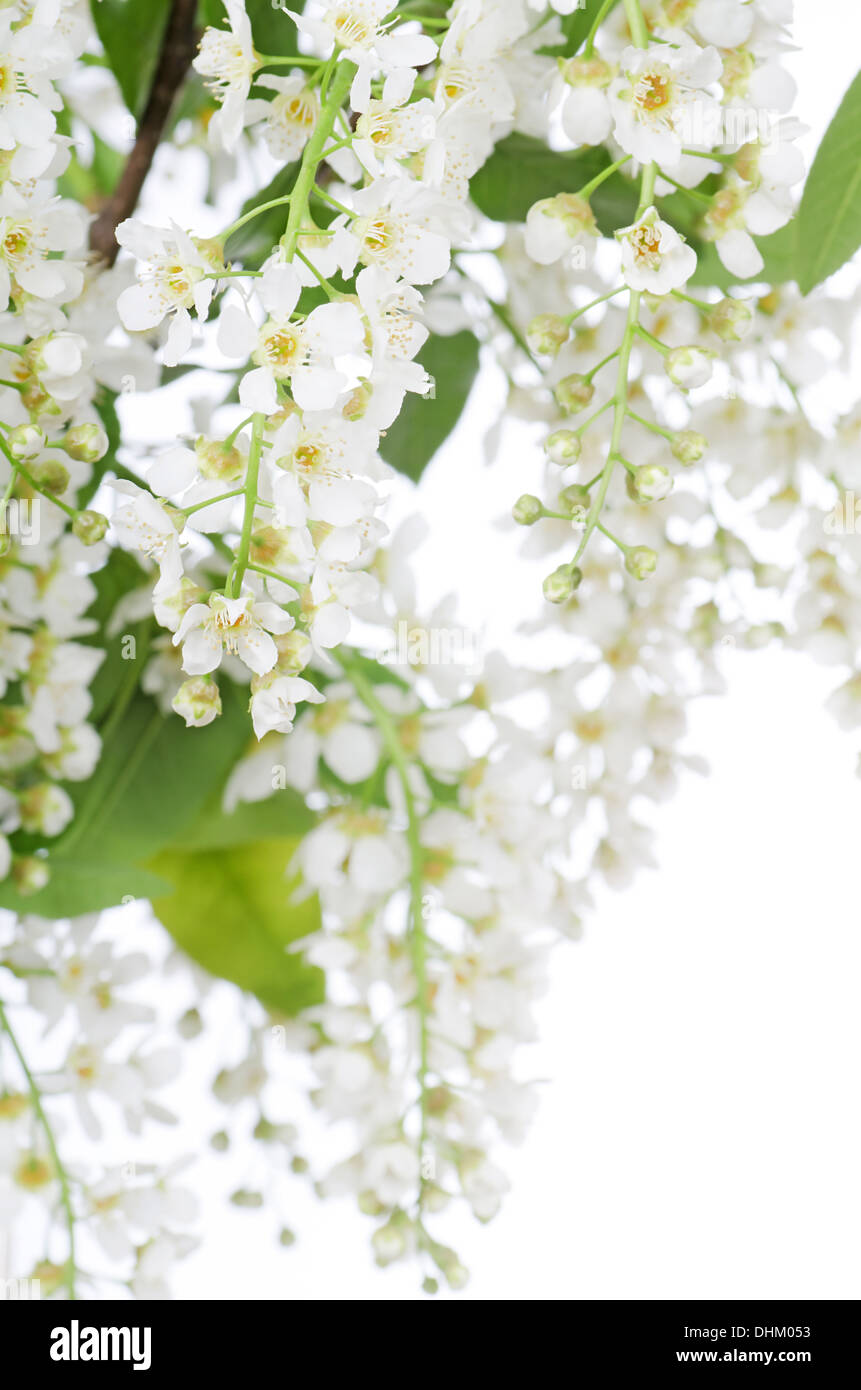Bird cherry branch isolated Stock Photo - Alamy