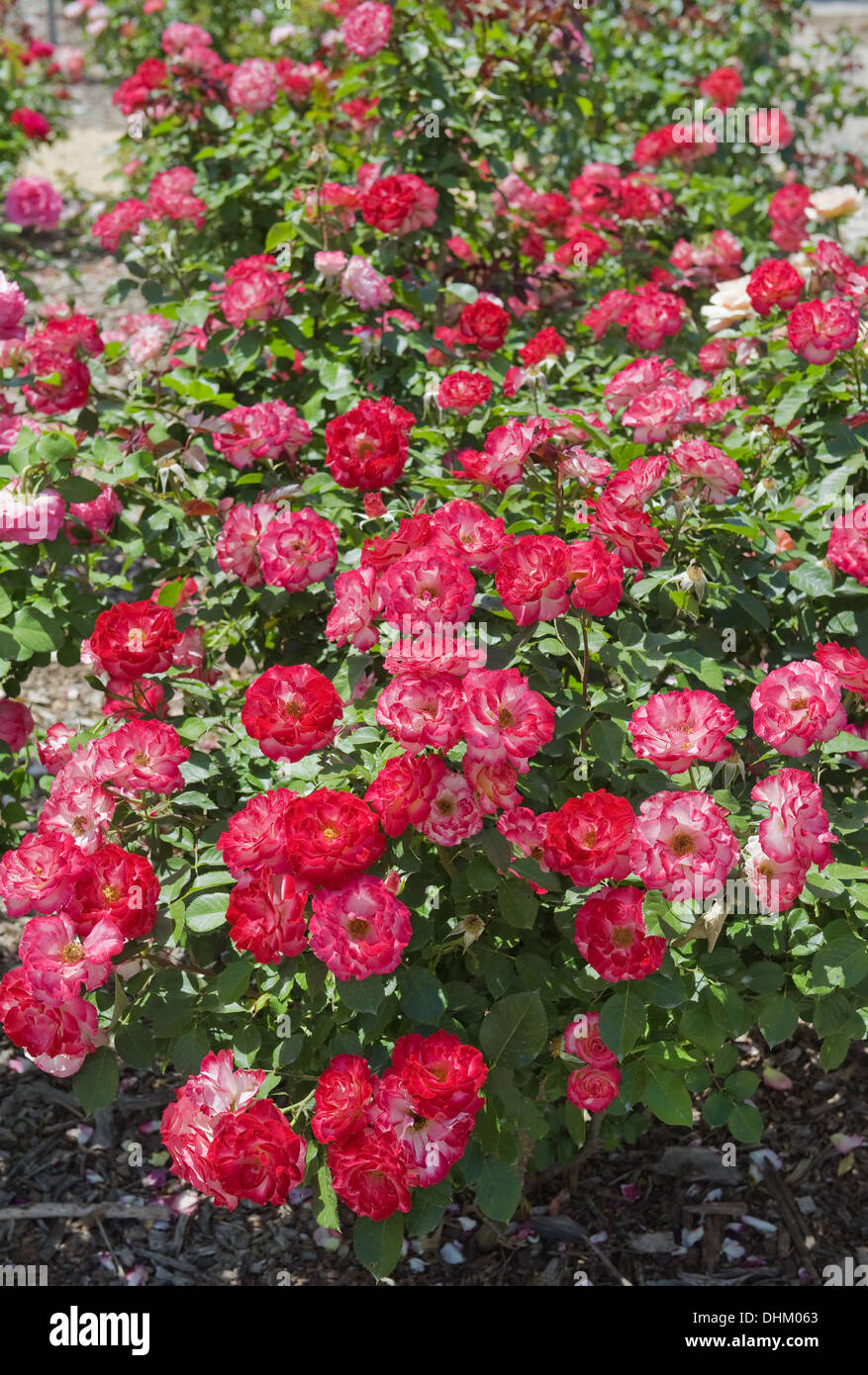 beautiful rose bush as floral background Stock Photo - Alamy