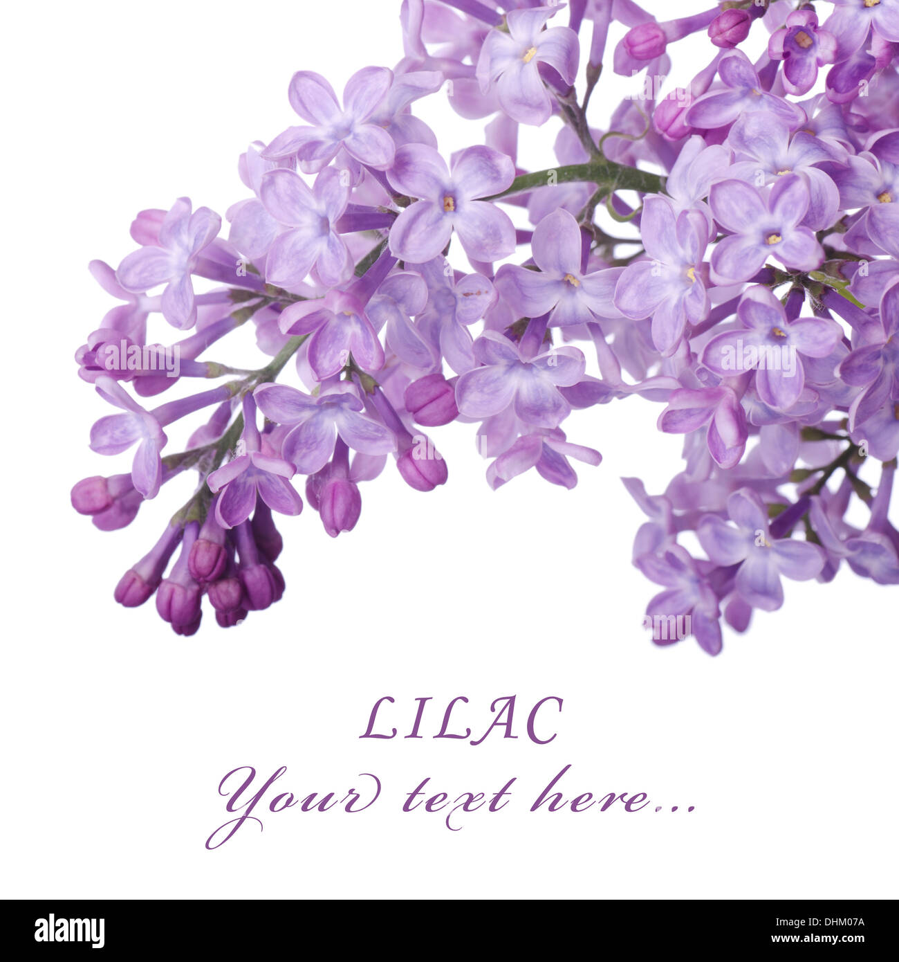 Beautiful lilac isolated on white background Stock Photo - Alamy