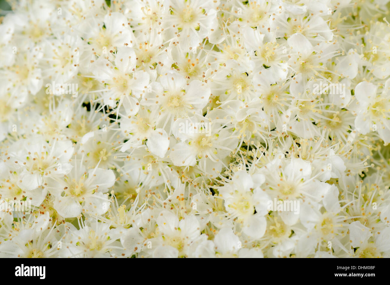 Season flora flower blooming close Cut Out Stock Images & Pictures - Alamy