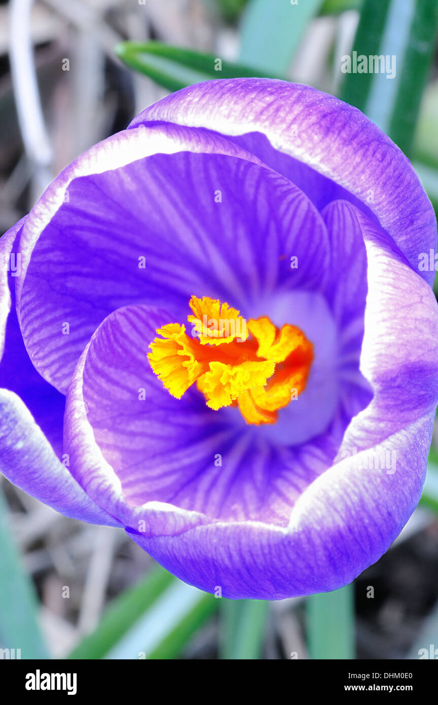 Bulbous sp hi-res stock photography and images - Alamy