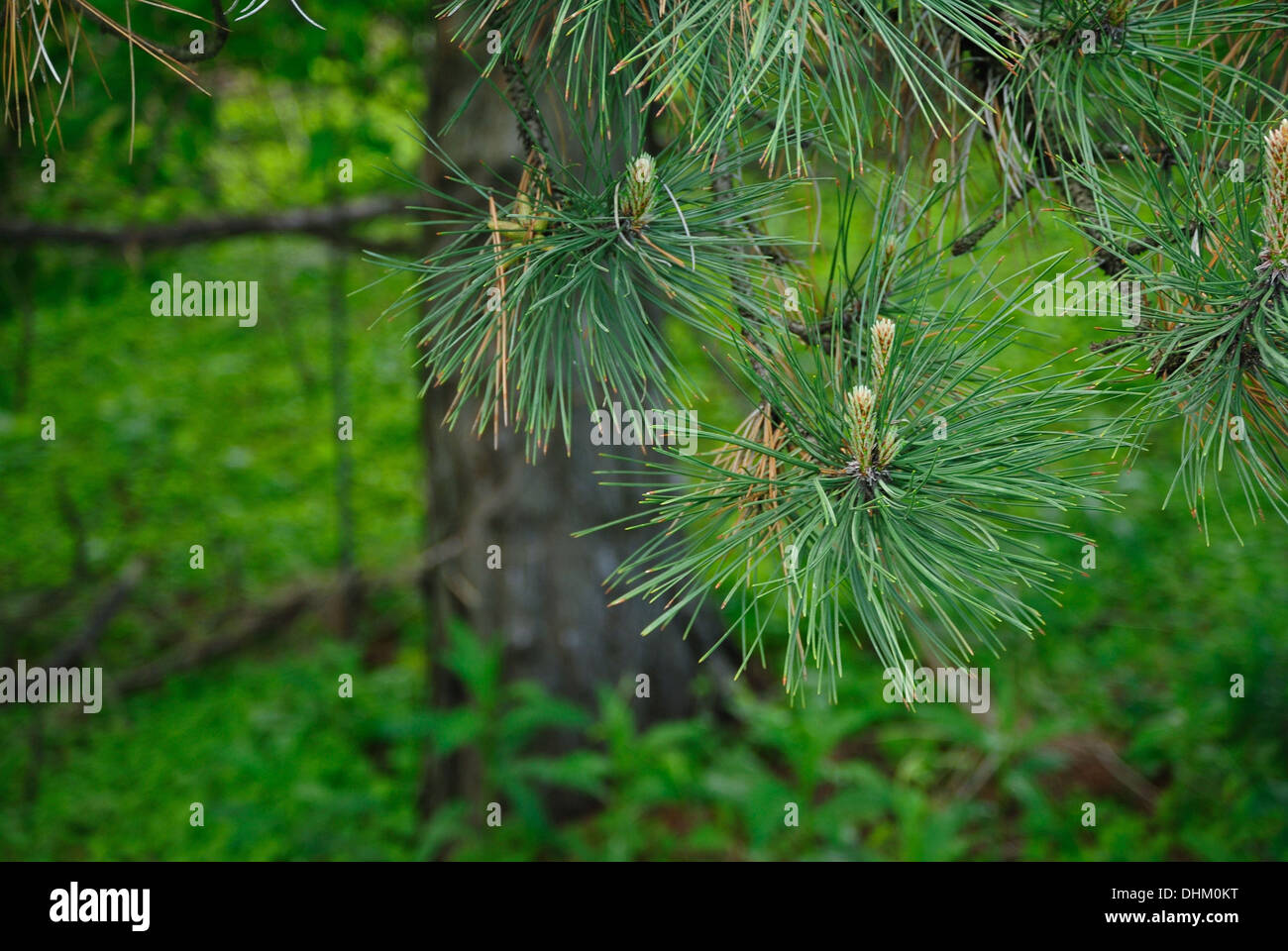 Beautiful Pine tree needles close up Stock Photo - Alamy