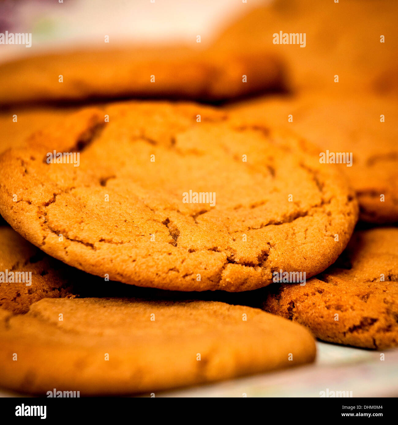 Home made molasses ginger snap cookies fresh out of the oven Stock ...