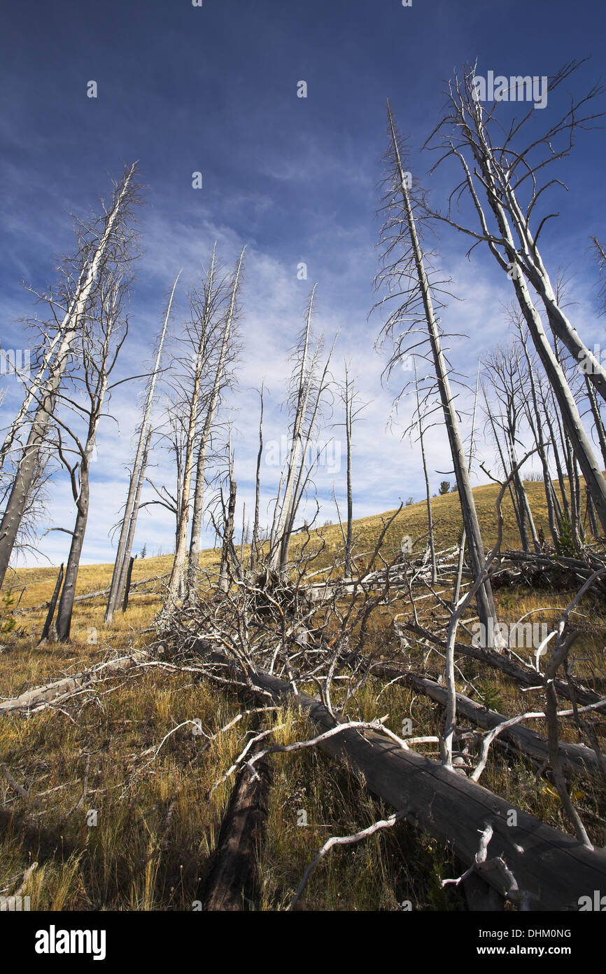 Dry trunks of trees Stock Photo - Alamy