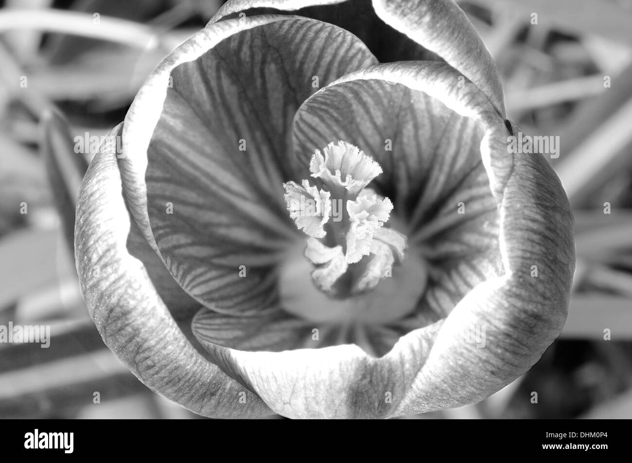 the spring in monochrome with the crocus Stock Photo - Alamy
