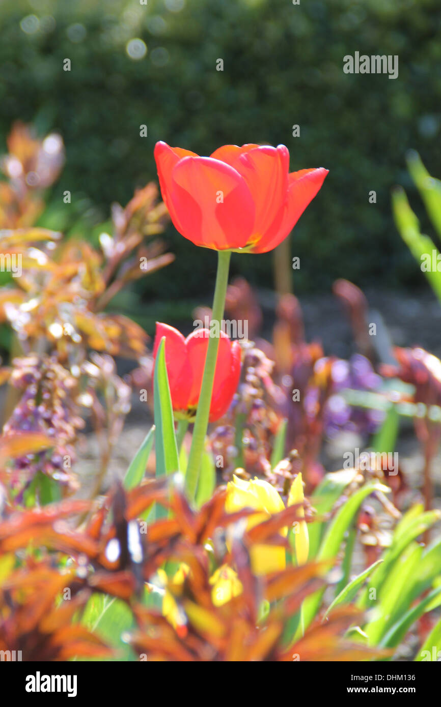 One red flower Stock Photo - Alamy