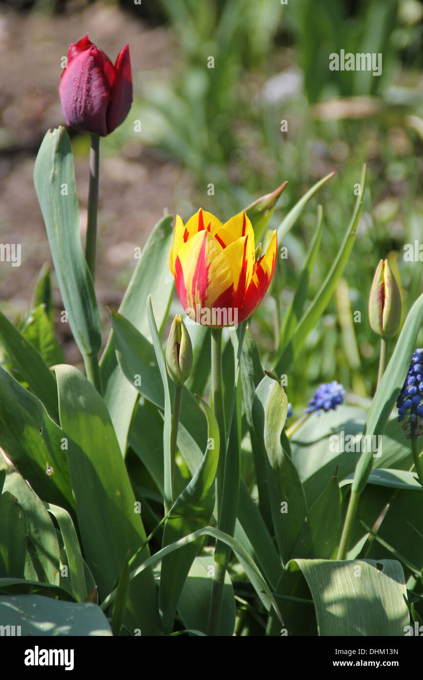 Nice flowers hi-res stock photography and images - Alamy