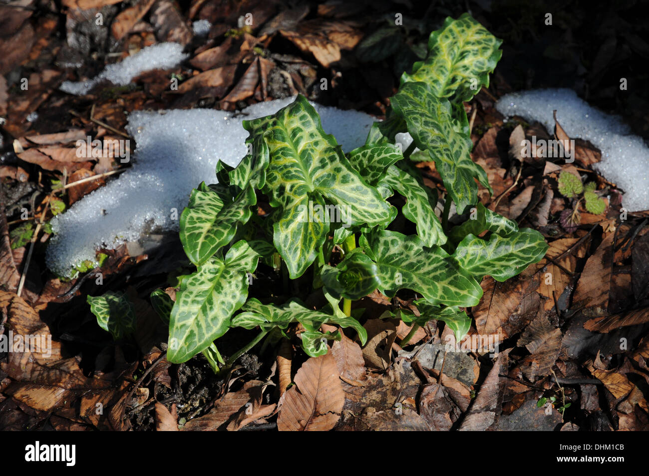 Arum maculatum winter hi-res stock photography and images - Alamy