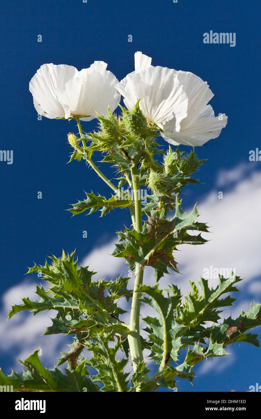 Prickly Poppy (Argemone polyanthemos) blooming in the sandhills ...