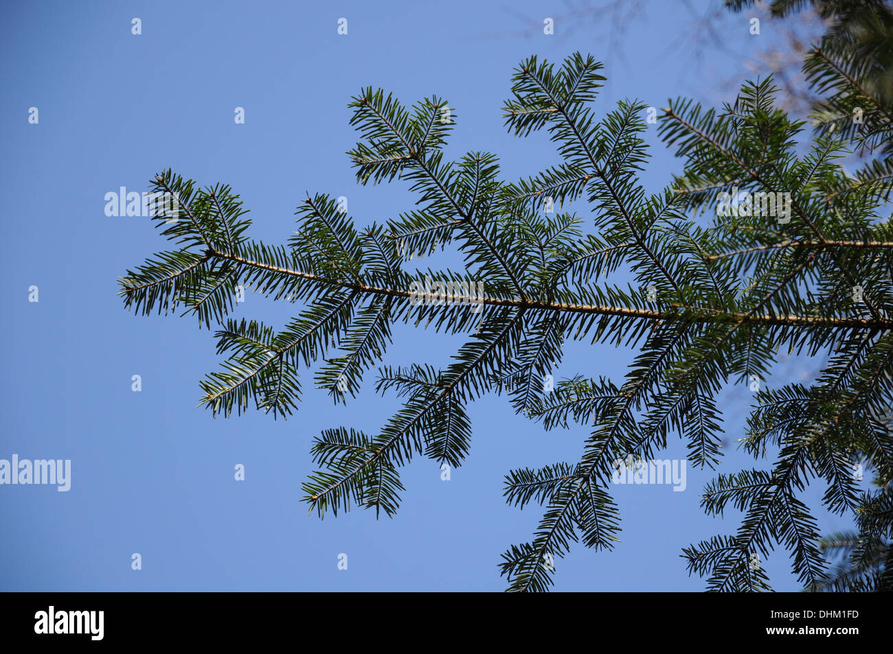 Silver firs abies alba hi-res stock photography and images - Alamy