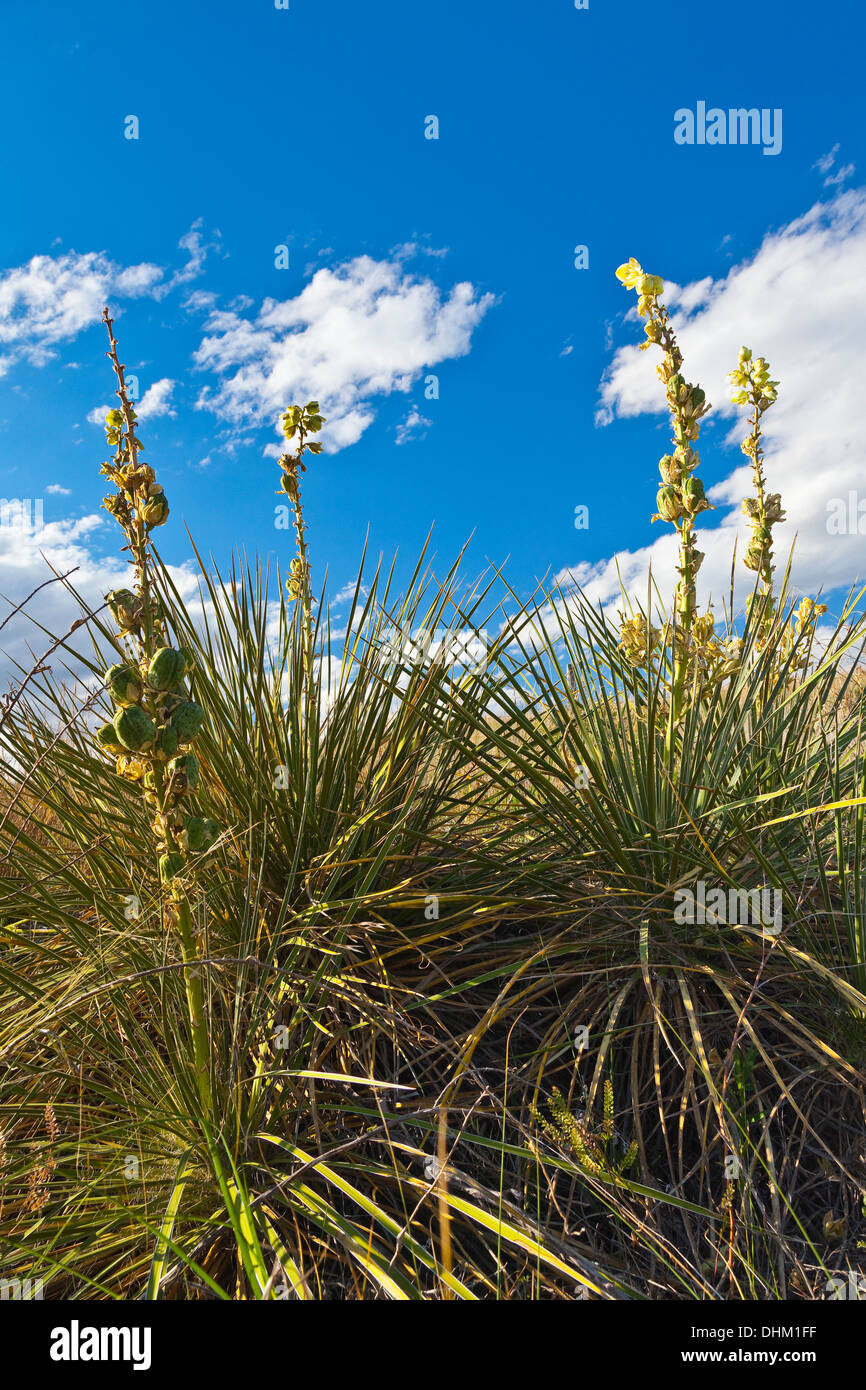 Plains yucca hi-res stock photography and images - Alamy