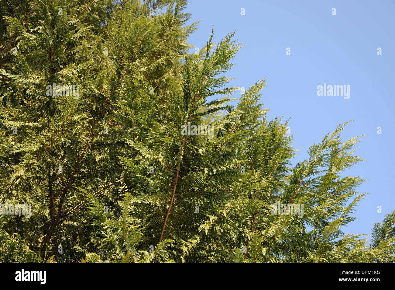 Leyland cypress hi-res stock photography and images - Alamy