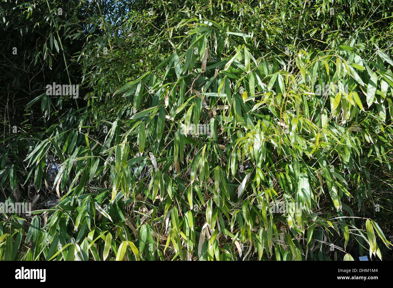 Phyllostachys bissetii hi-res stock photography and images - Alamy