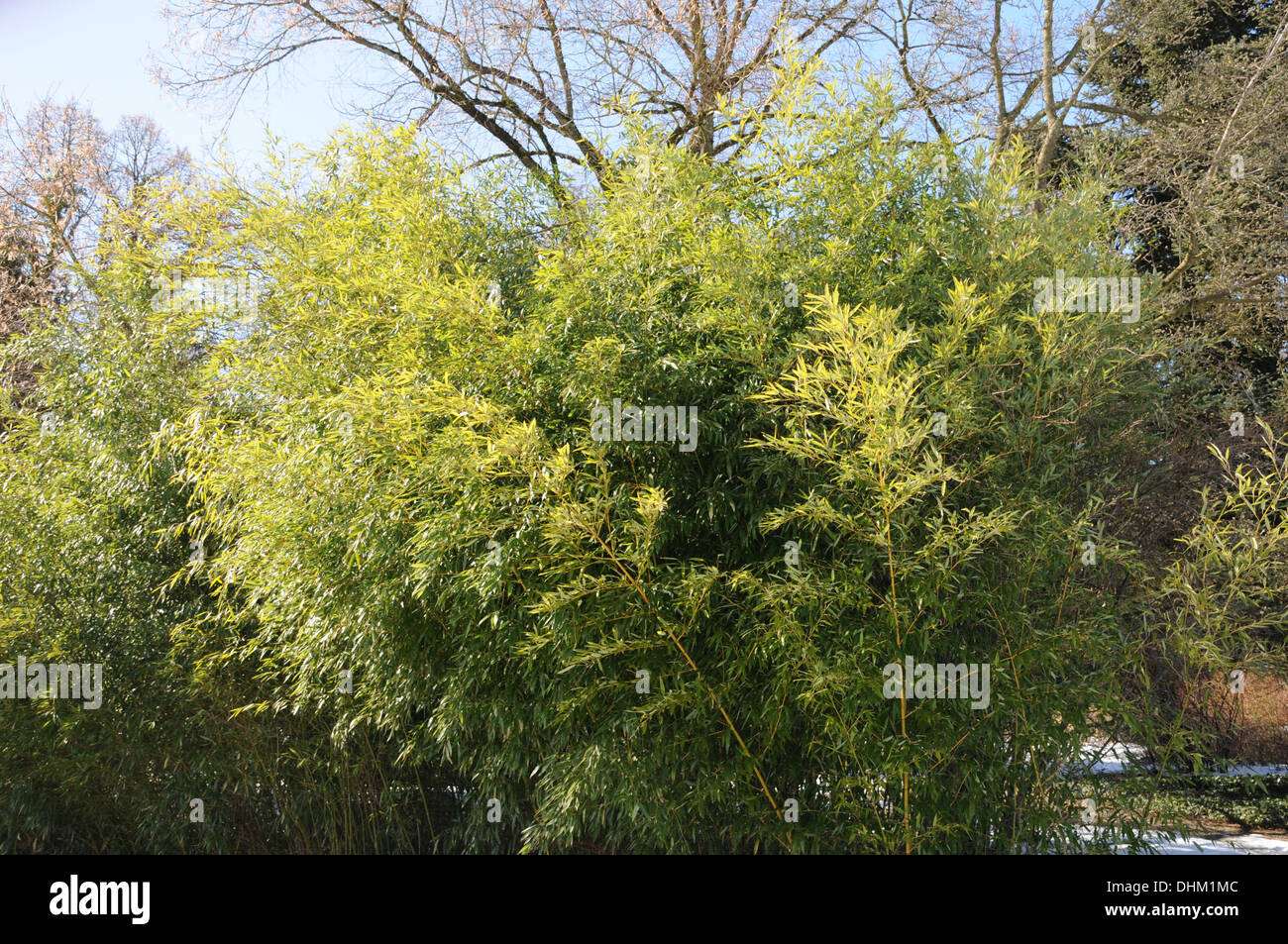 Bamboo phyllostachys viridiglaucescens hi-res stock photography and ...
