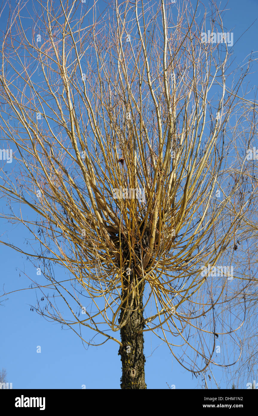 Willow tree kopfweide hi-res stock photography and images - Alamy