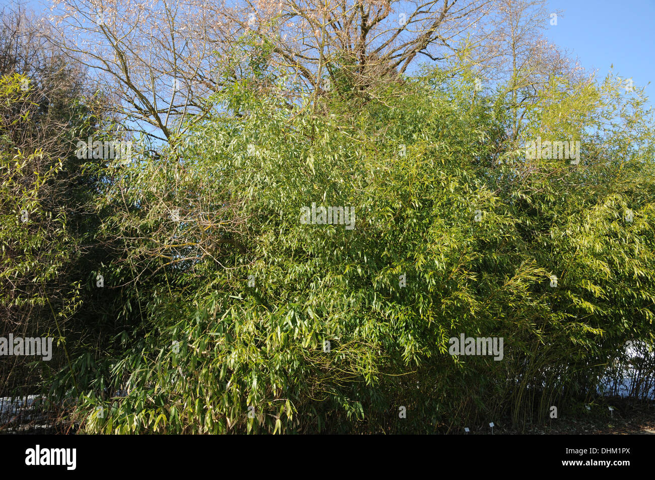 Phyllostachys bissetii hi-res stock photography and images - Alamy