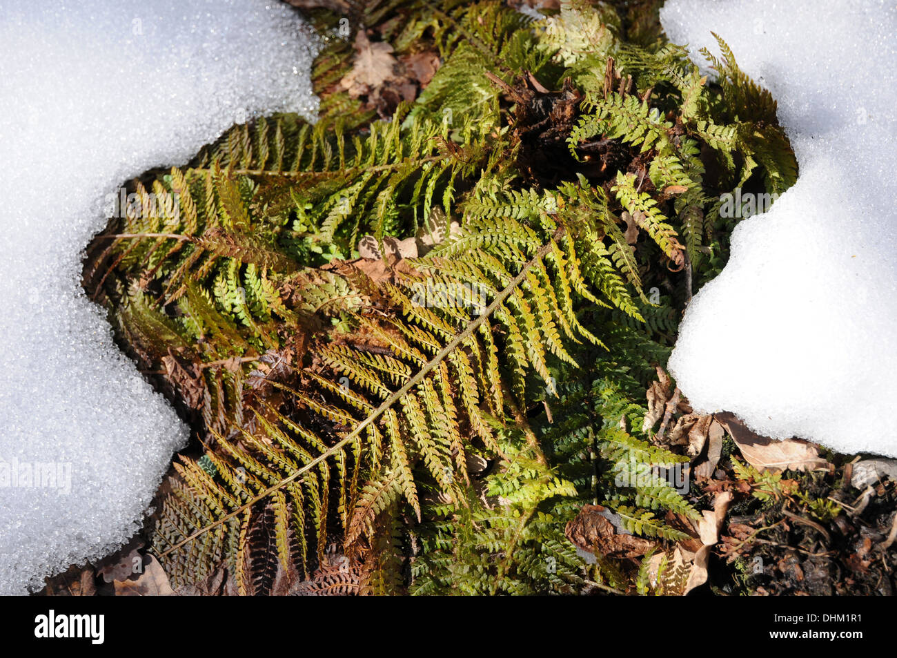 Shield ferns hi-res stock photography and images - Alamy