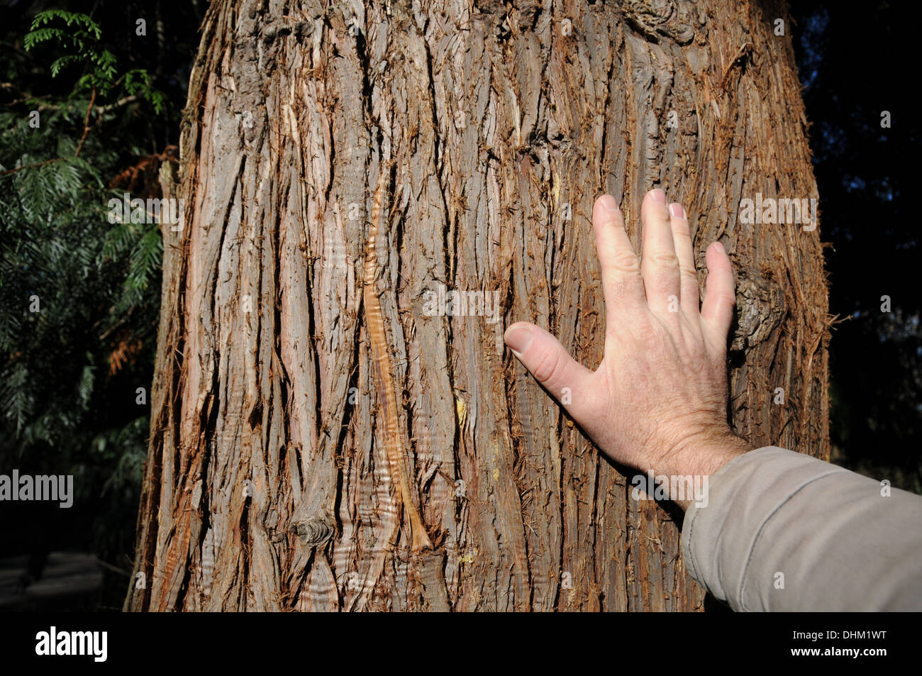 White Cedar Stock Photos & White Cedar Stock Images - Alamy
