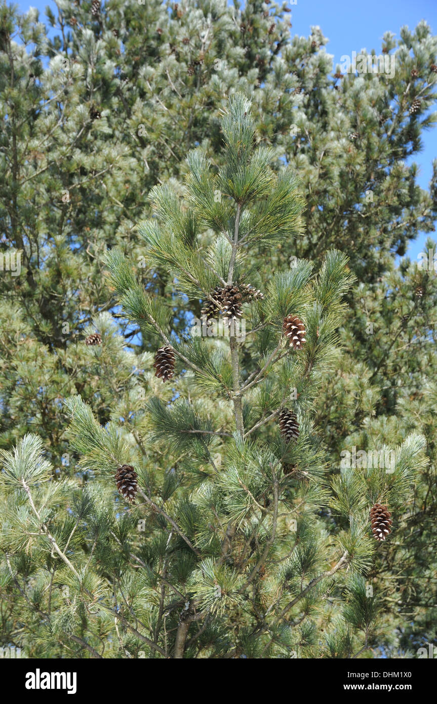 Bryophyten hi-res stock photography and images - Alamy