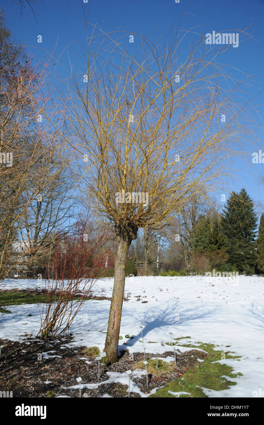 Silberweiden shrub hi-res stock photography and images - Alamy