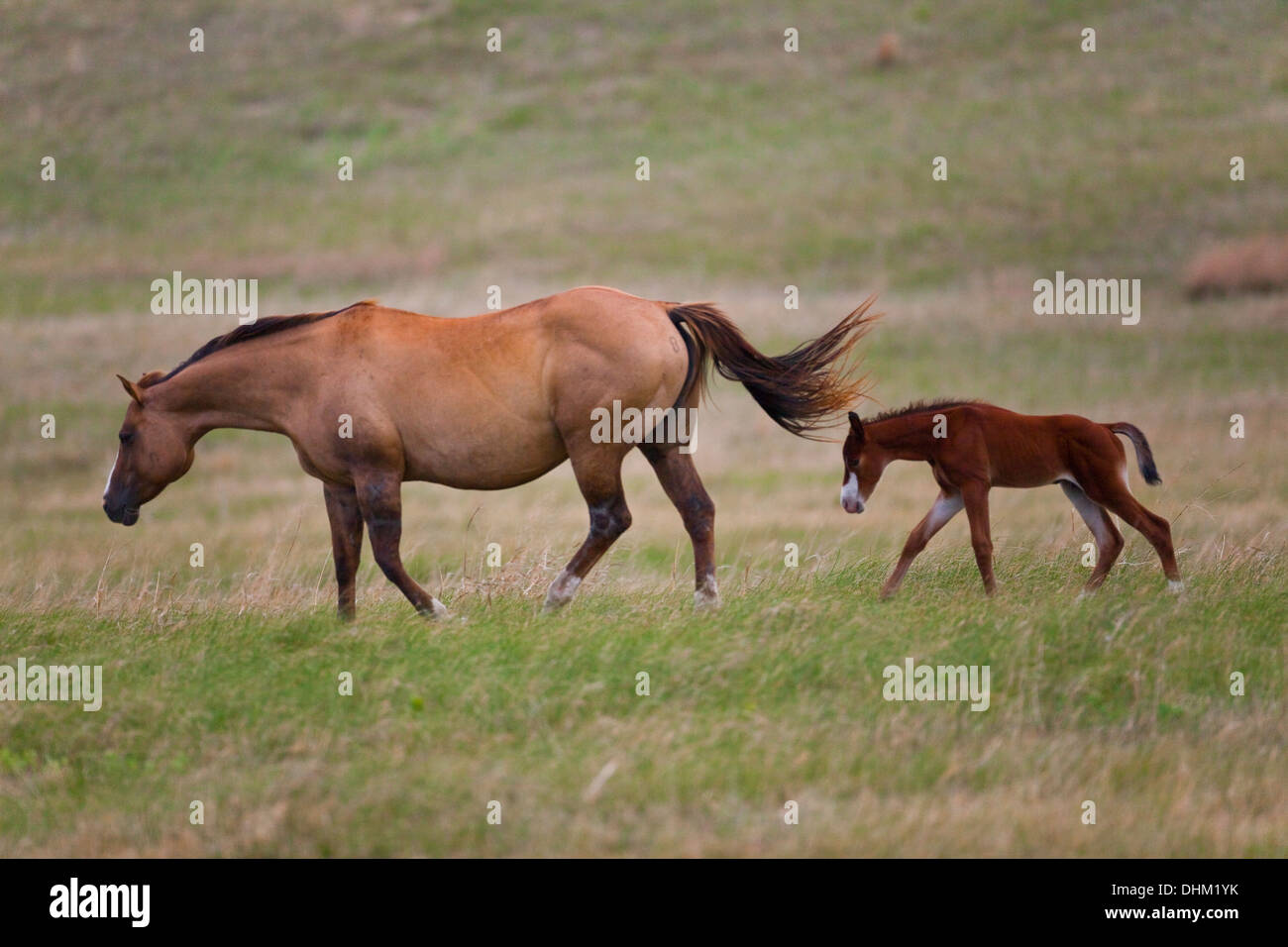 Colt following mother on a ranch in the Nebraska Sandhills, USA, June ...