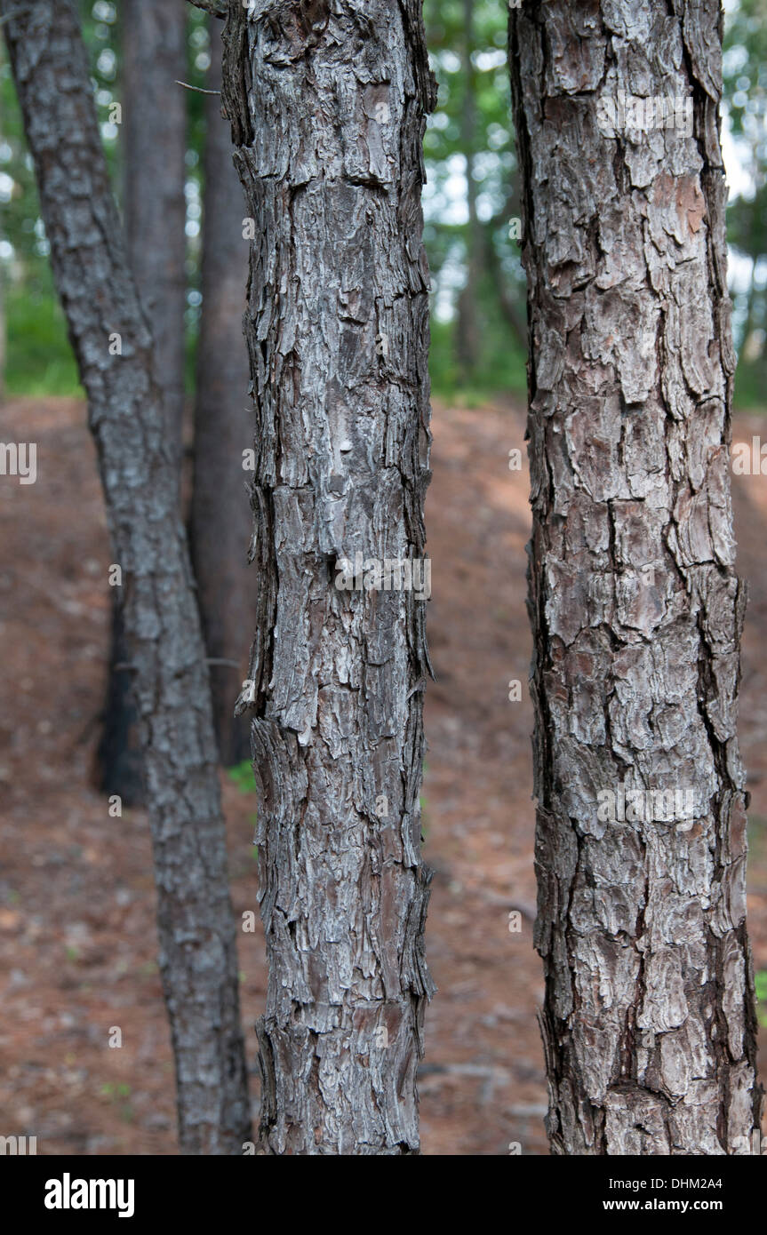 Rugged tree trunk in the woods Stock Photo - Alamy