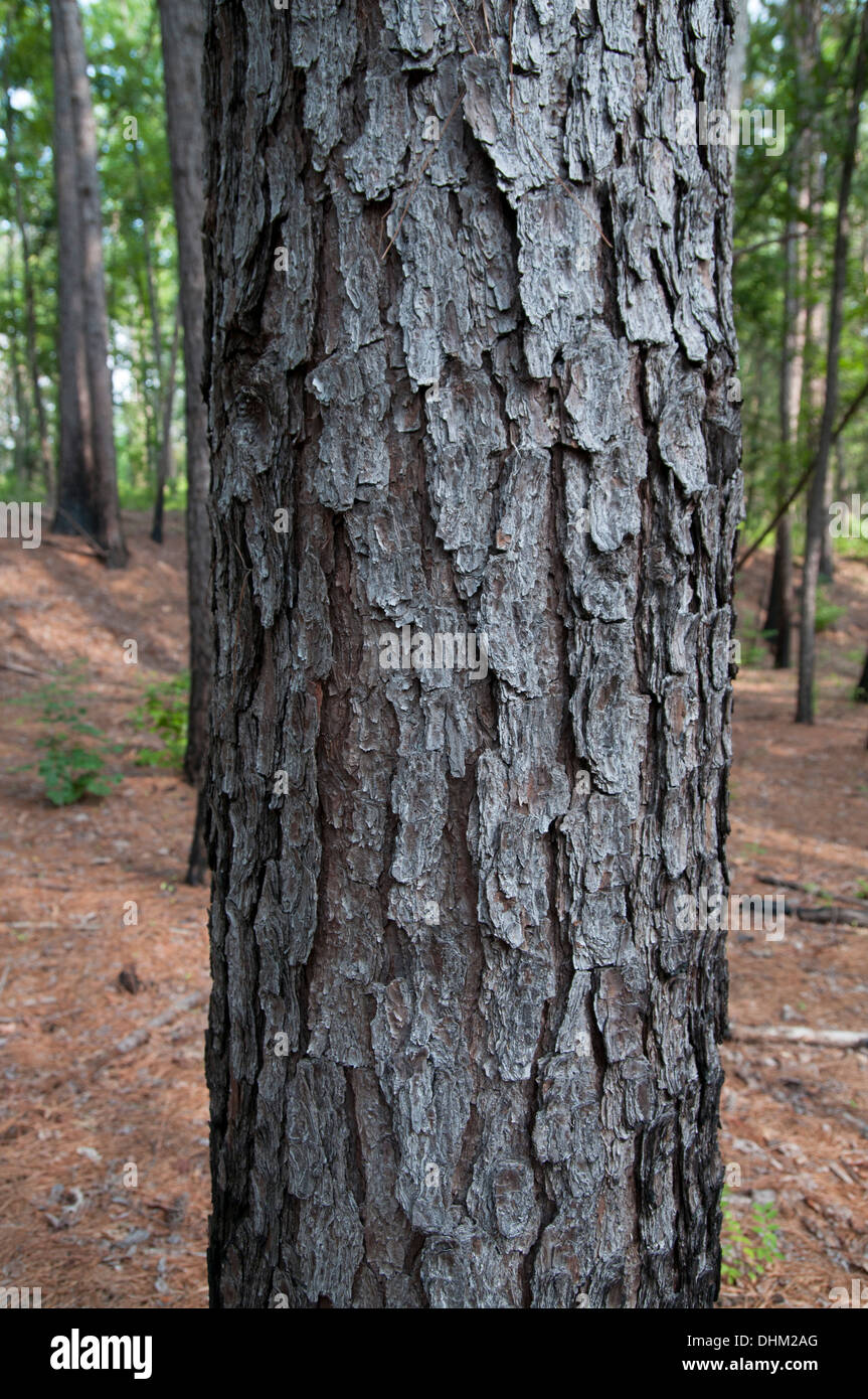 Rugged tree trunk in the woods Stock Photo - Alamy