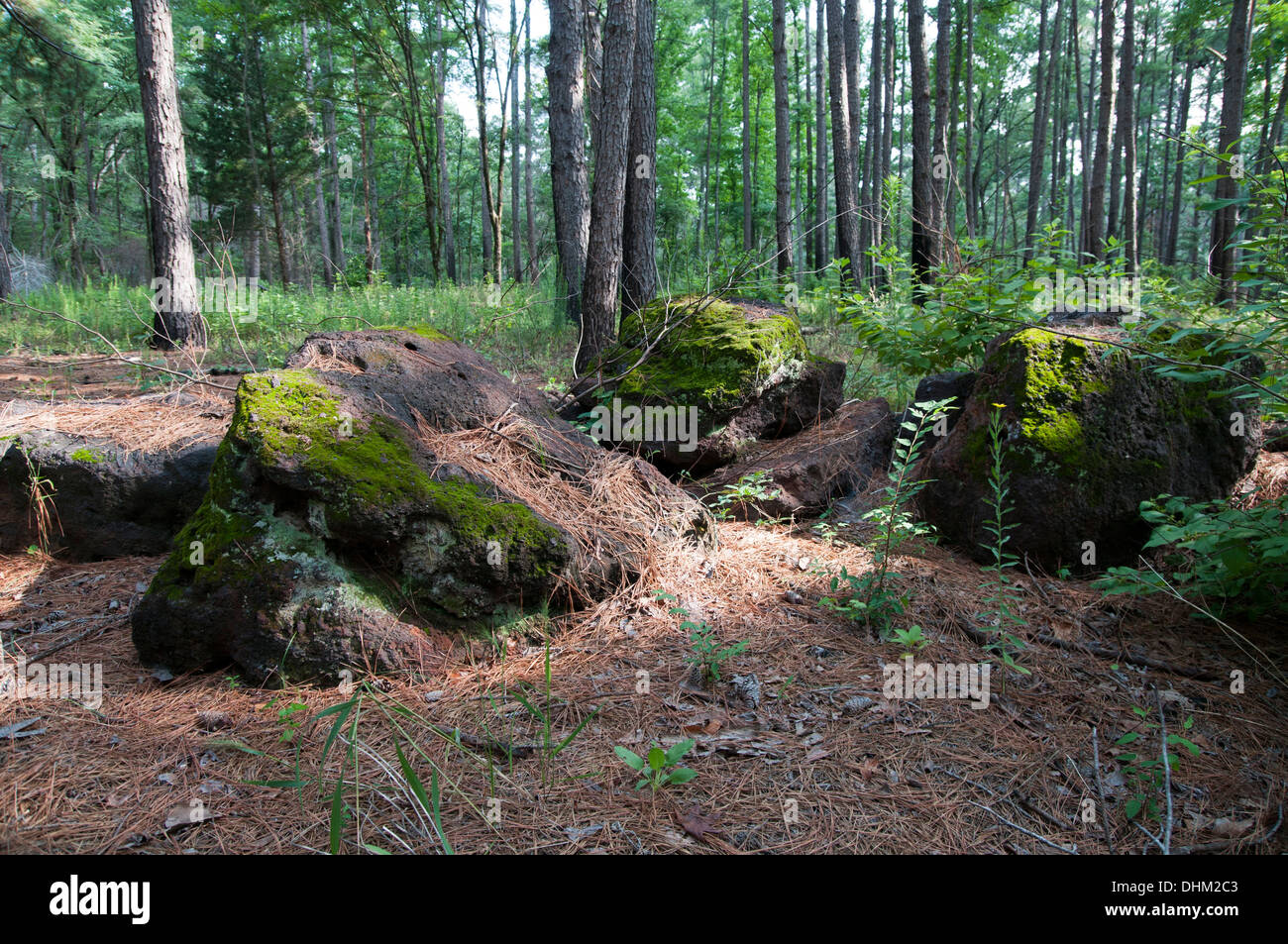Moss covered boulders in a forest Stock Photo - Alamy