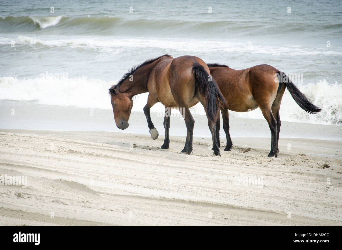 Ponies on the beach hi-res stock photography and images - Alamy