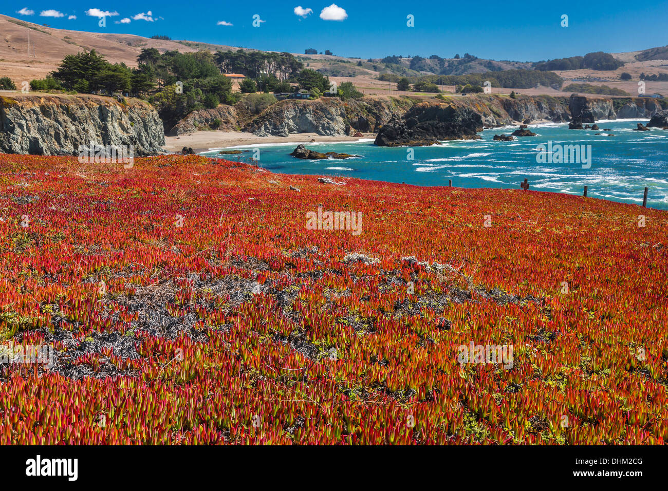 Invasive Ice Plant, Carpobrotus edulis, at Duncan's Landing with the ...