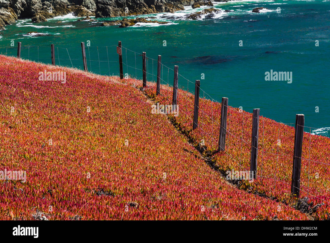 Invasive Ice Plant, Carpobrotus edulis, at Duncan's Landing with the ...