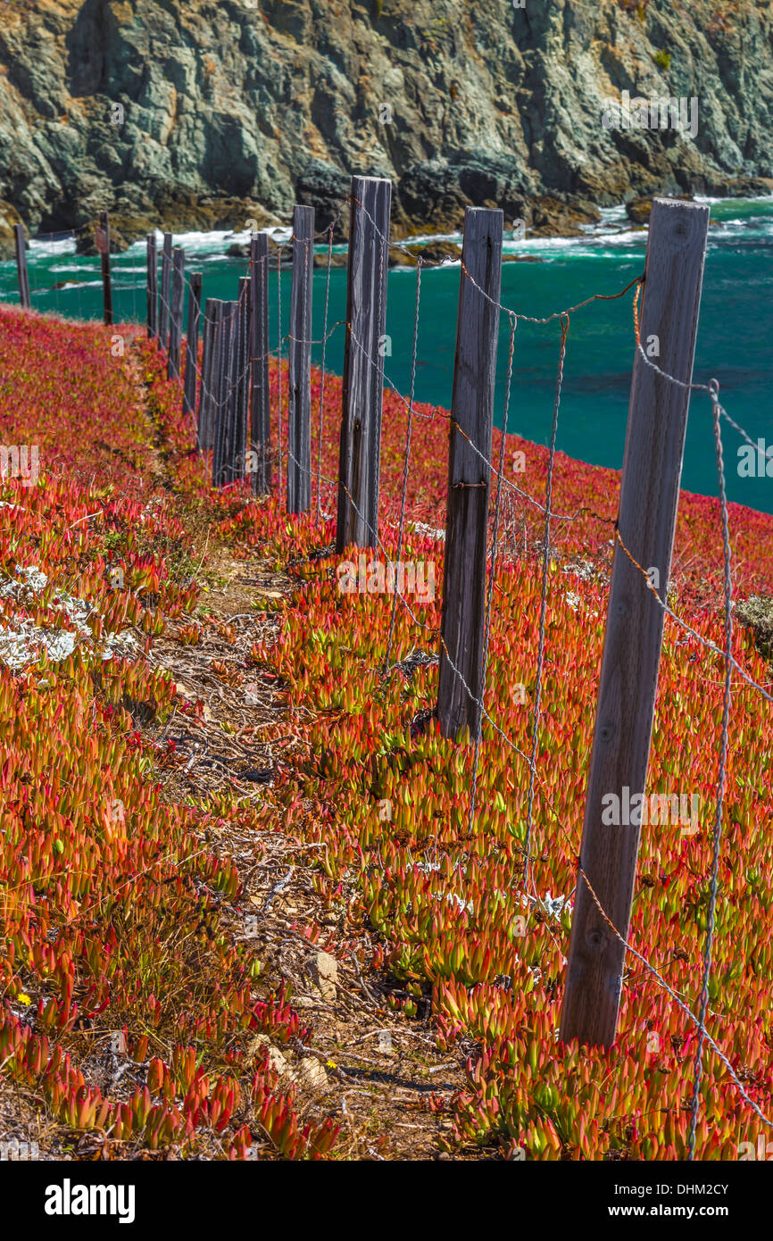 Invasive line hi-res stock photography and images - Alamy