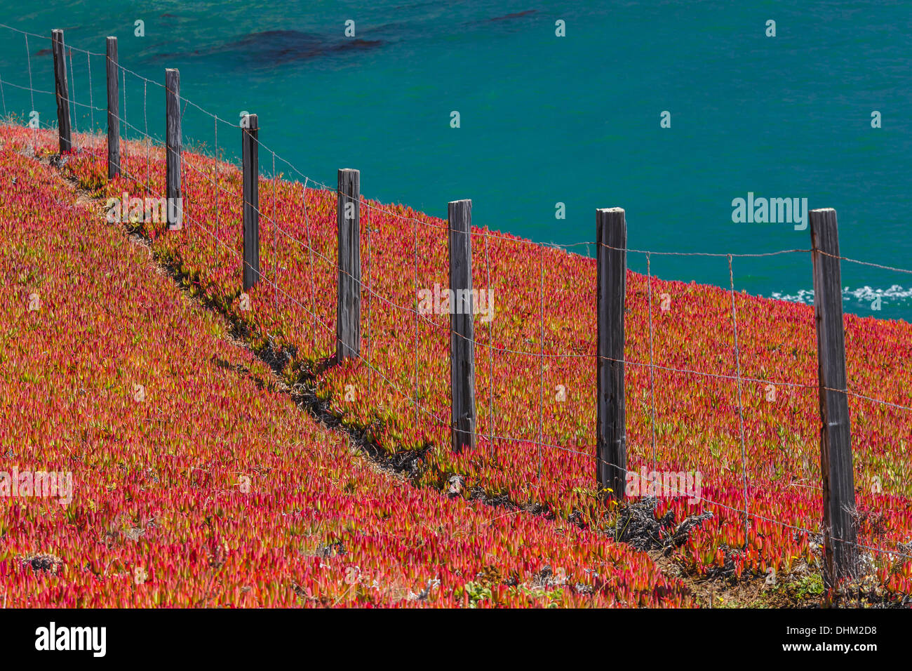 Invasive Ice Plant, Carpobrotus edulis, at Duncan's Landing with the ...