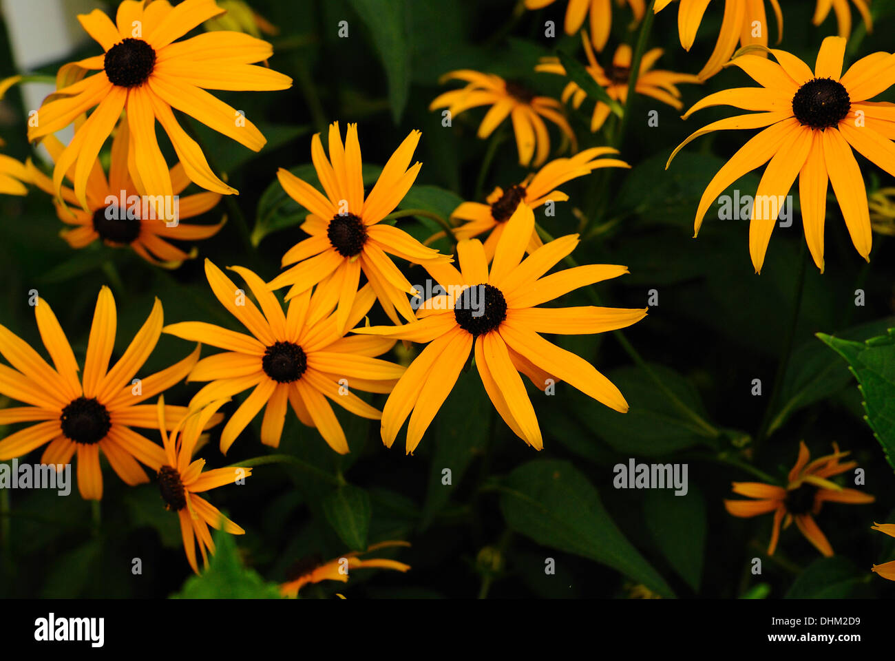 Susan walter hi-res stock photography and images - Alamy