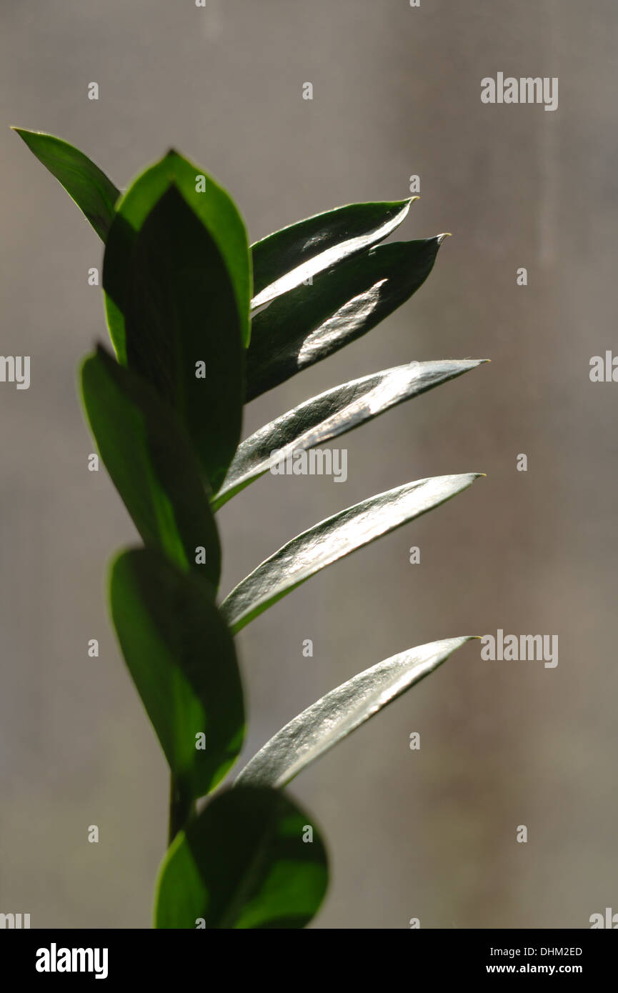 Shiny leaf plant hi-res stock photography and images - Alamy