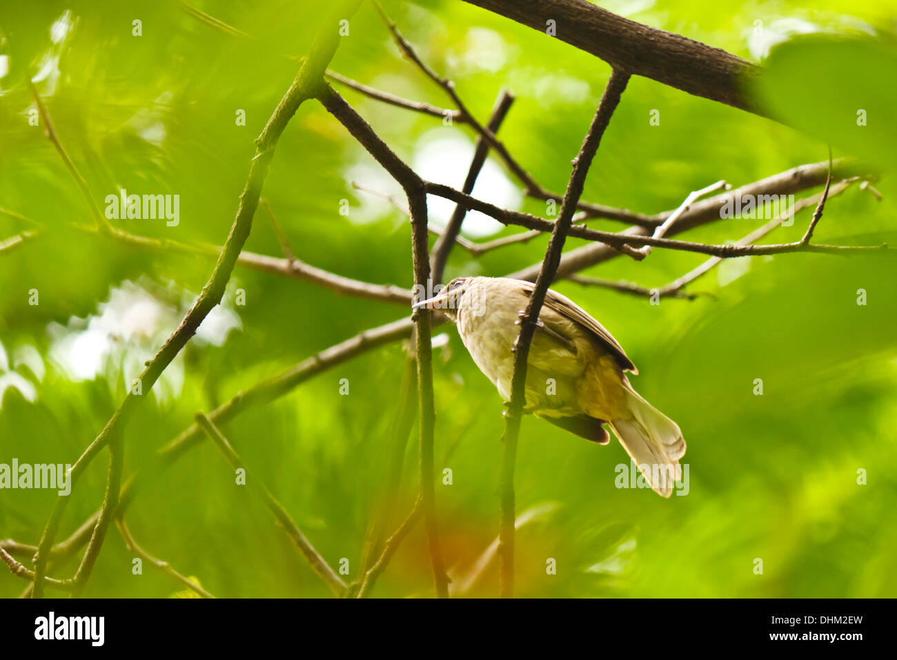 Serene bird scene hi-res stock photography and images - Alamy