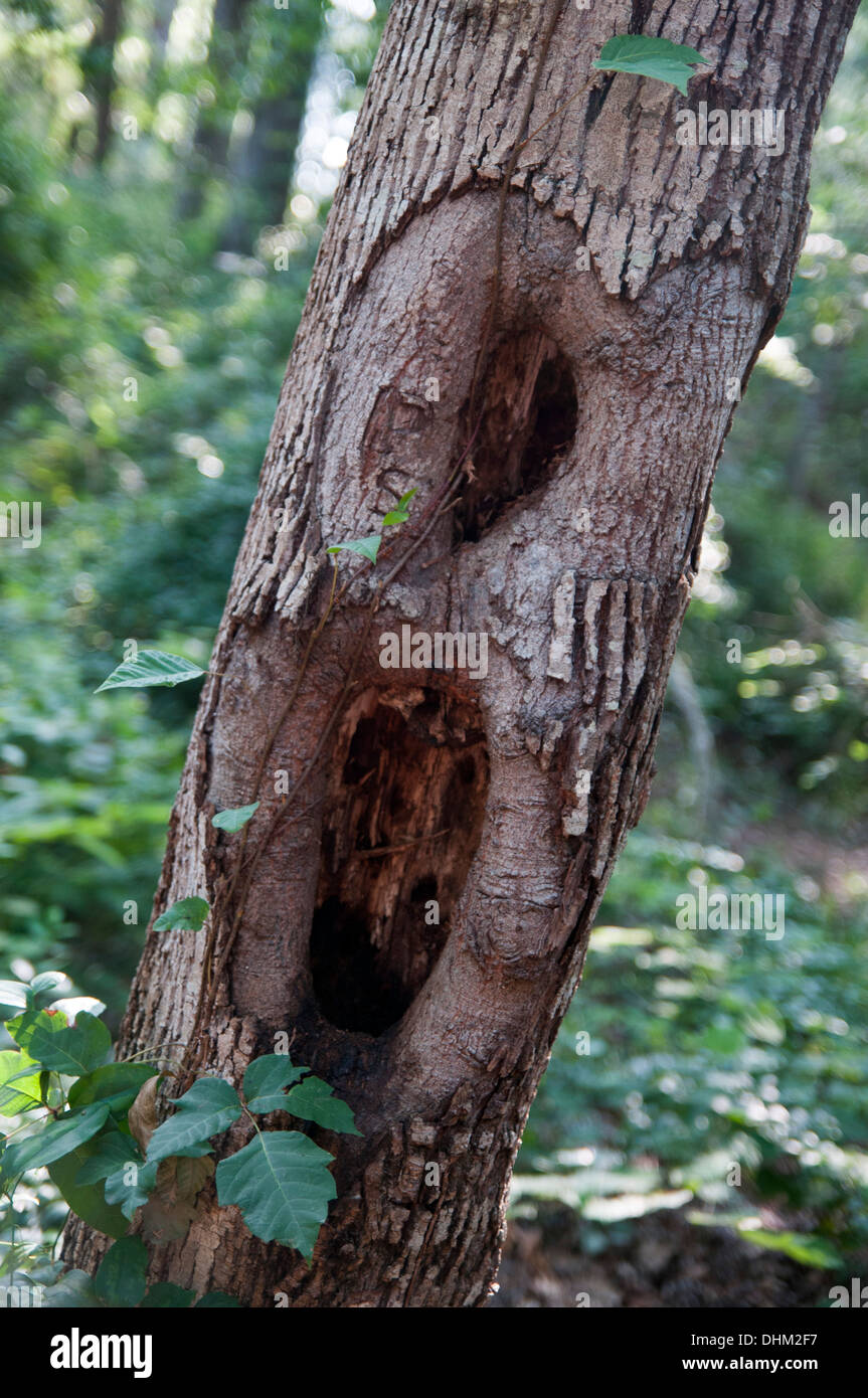 Rugged tree hi-res stock photography and images - Alamy