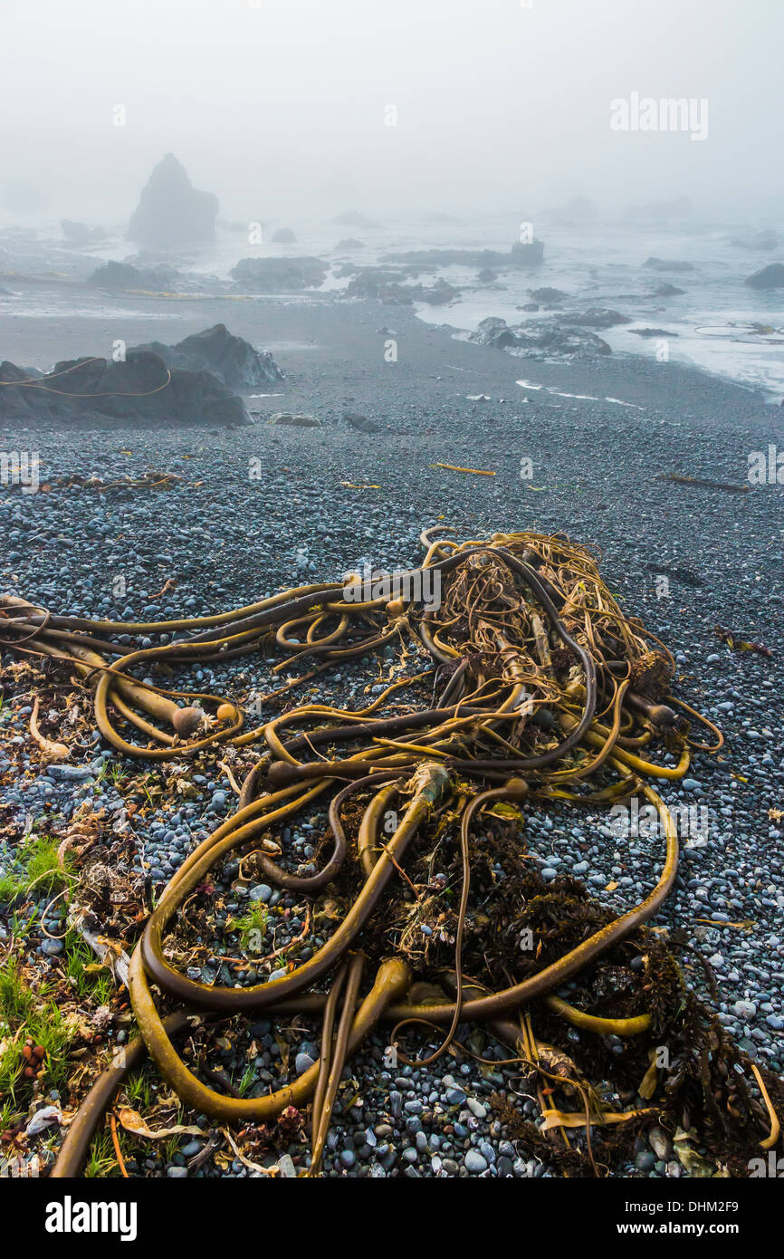 Bullwhip kelp hi-res stock photography and images - Alamy