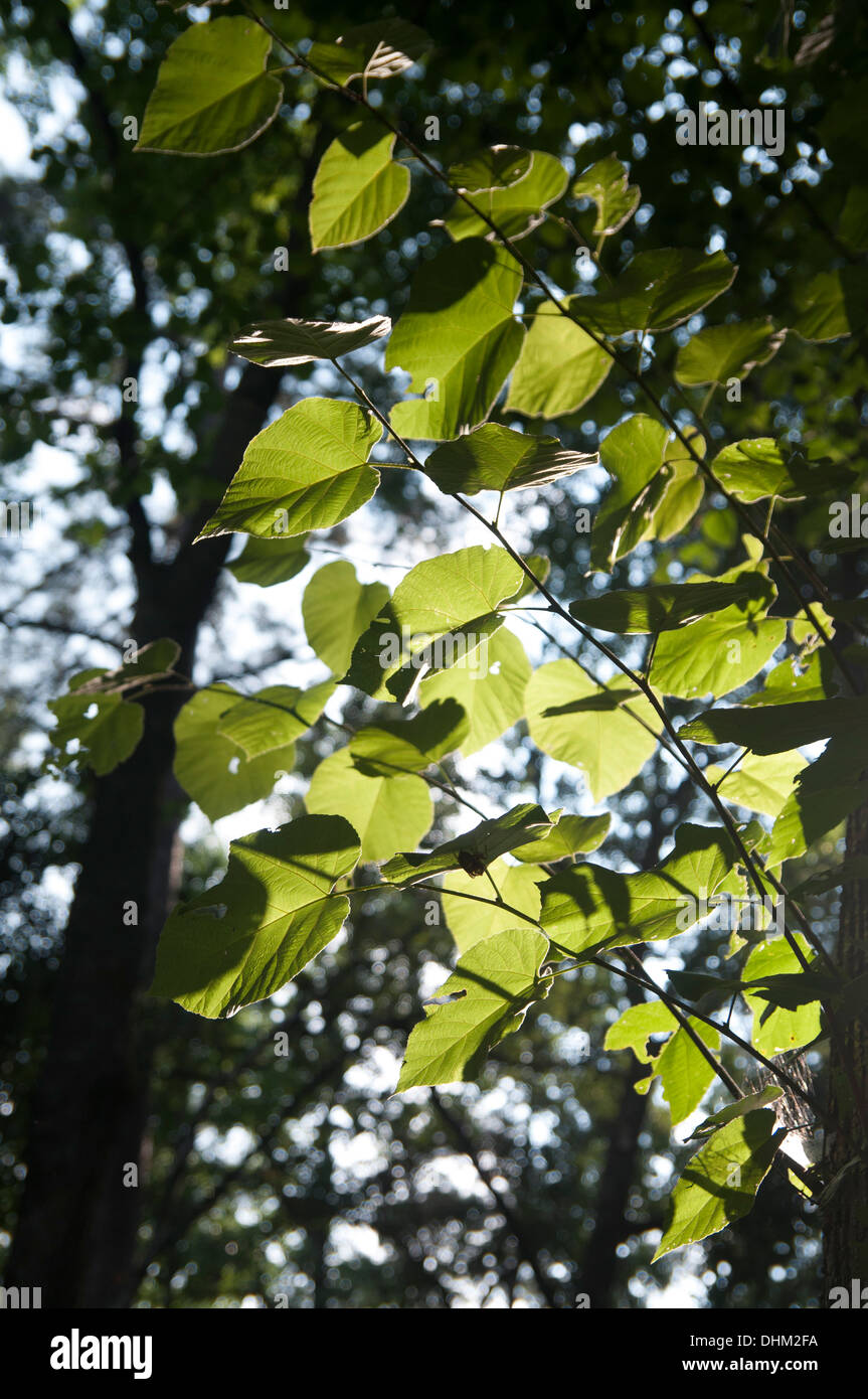 Dappled sun shine hi-res stock photography and images - Alamy