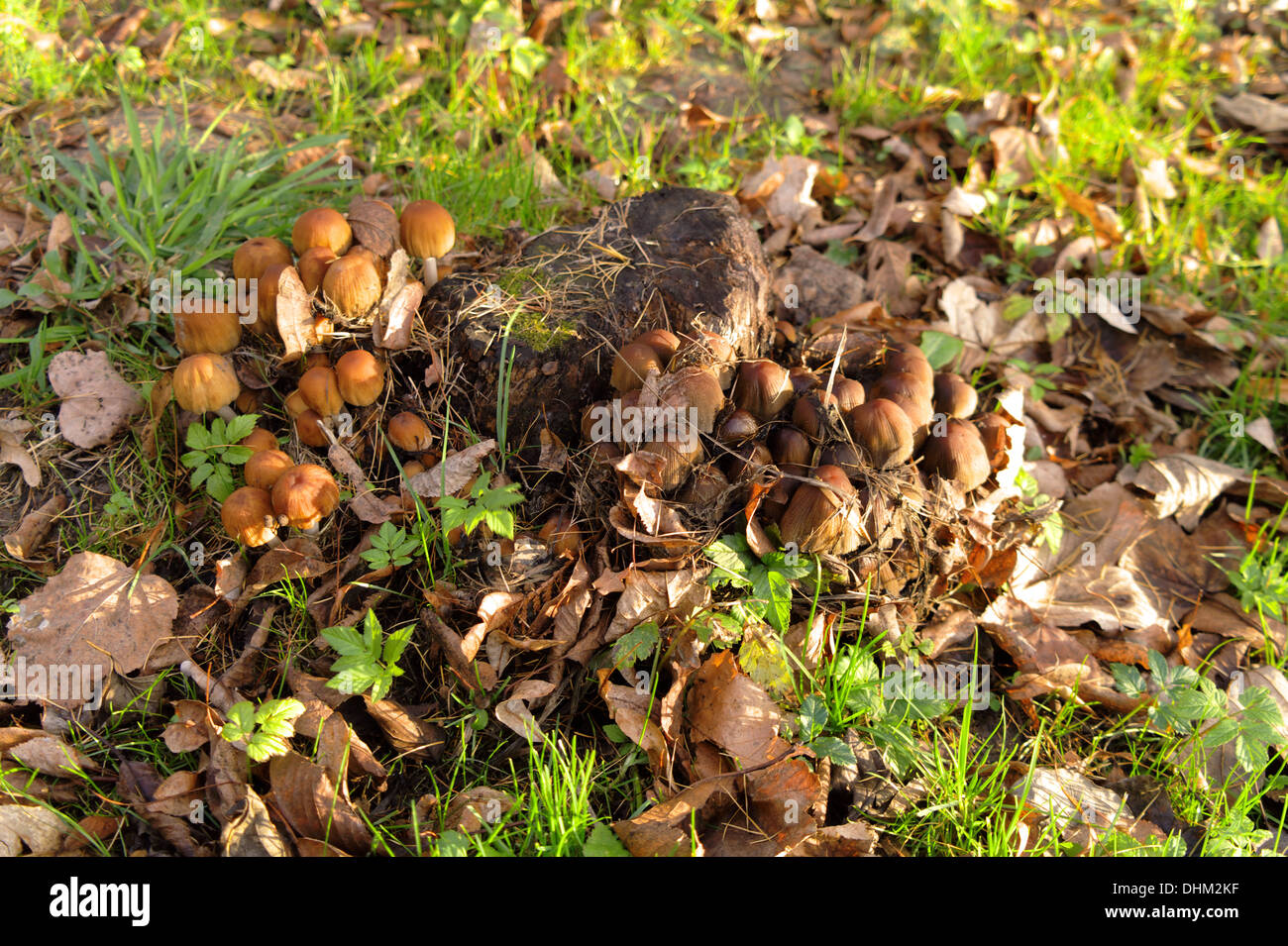 Old snag hi-res stock photography and images - Alamy