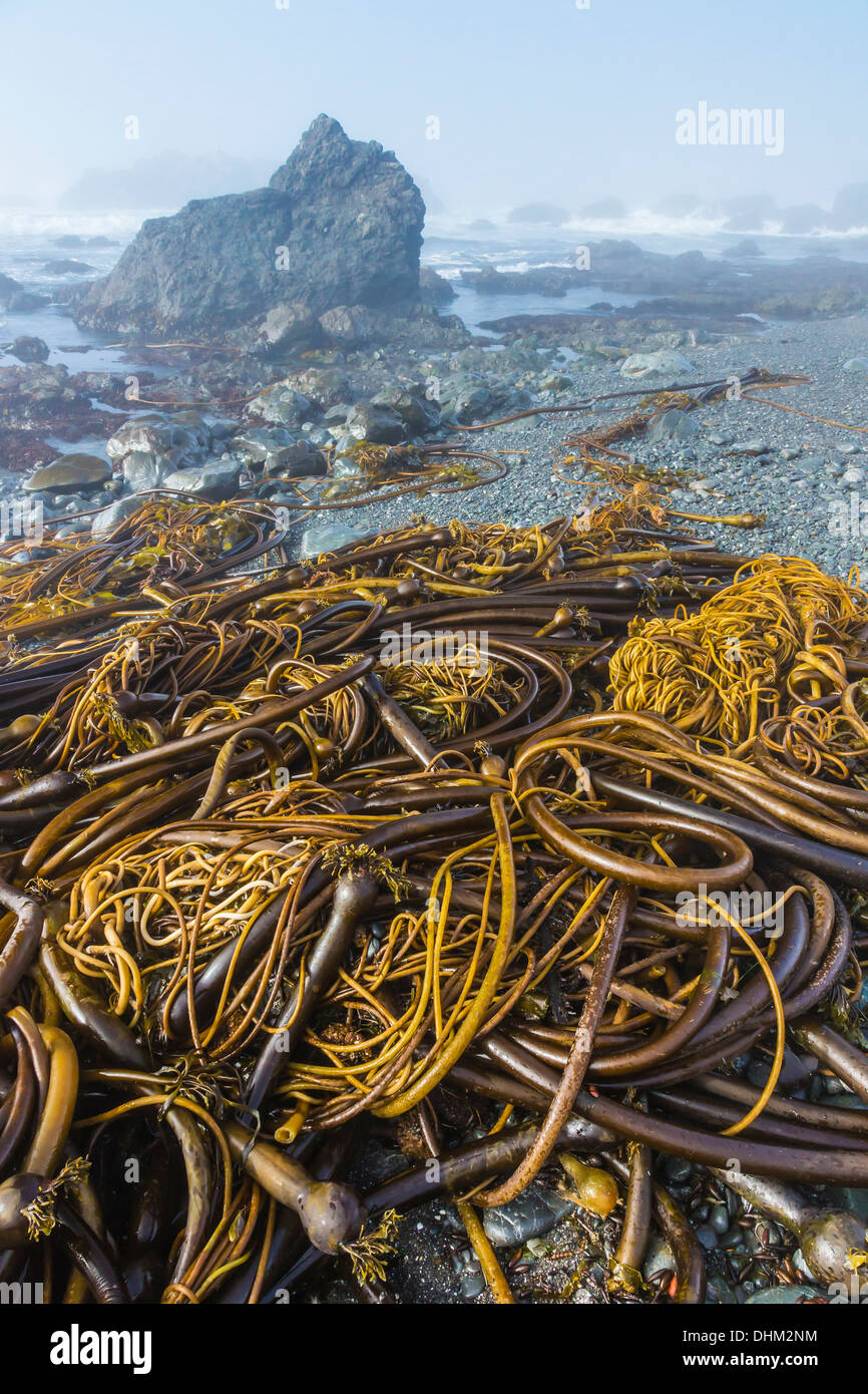 Tangle of Bull Kelp, Nereocystis luetkeana, on stony beach of Laguna ...