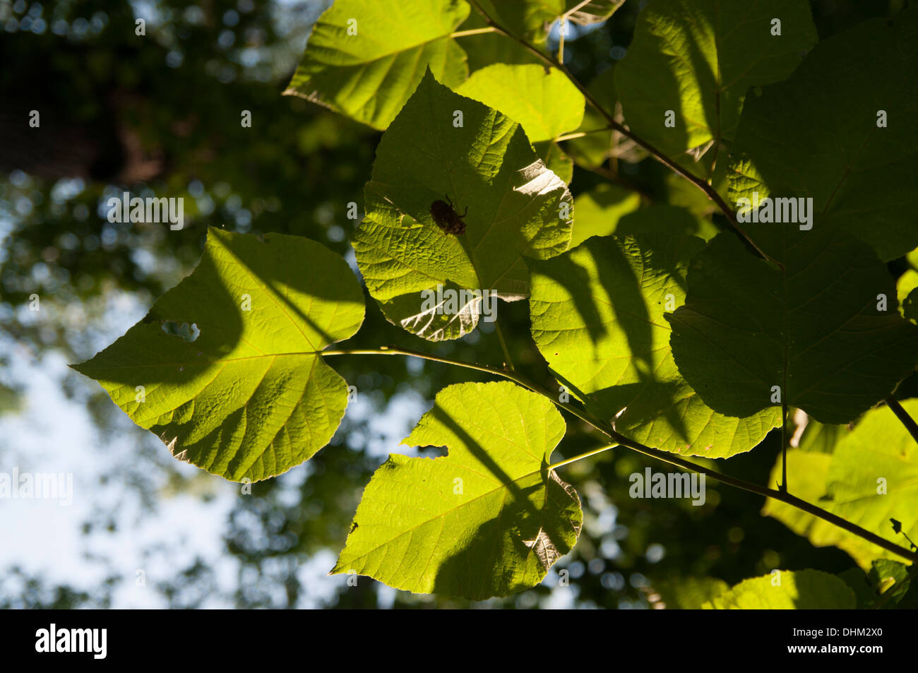 Sunlight dappling hi-res stock photography and images - Alamy