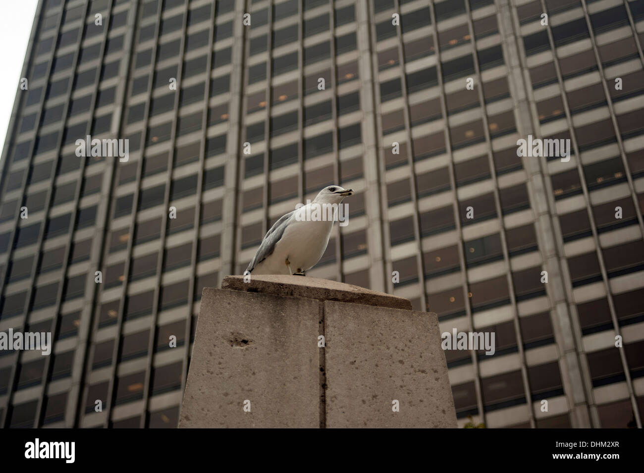 White pigeon michigan hi-res stock photography and images - Alamy
