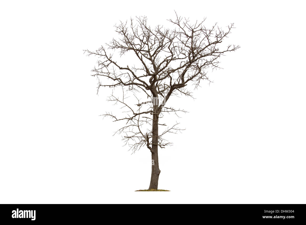 Dead tree isolated with white background Stock Photo - Alamy