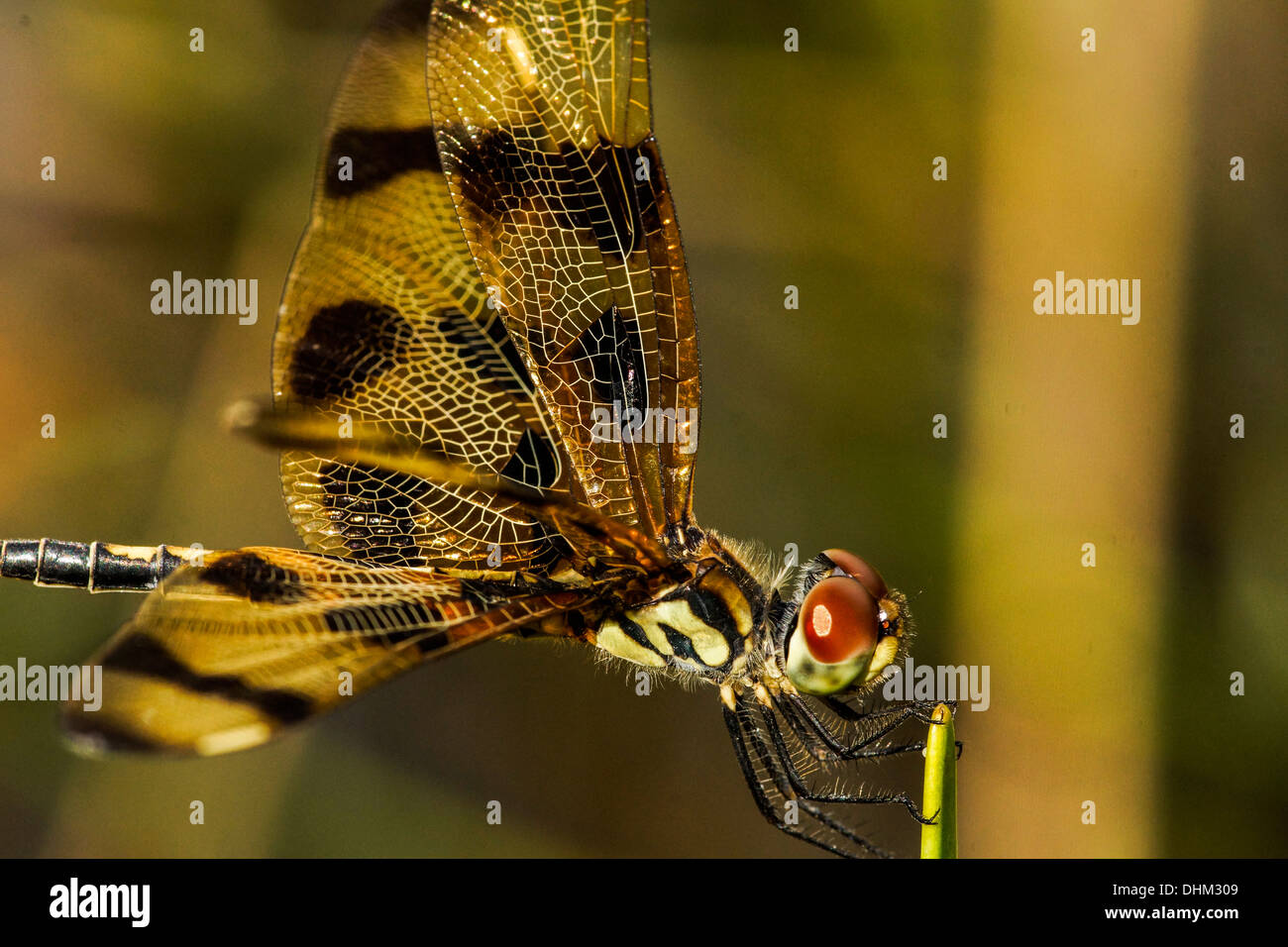 Halloween pennant dragonfly hi-res stock photography and images - Alamy