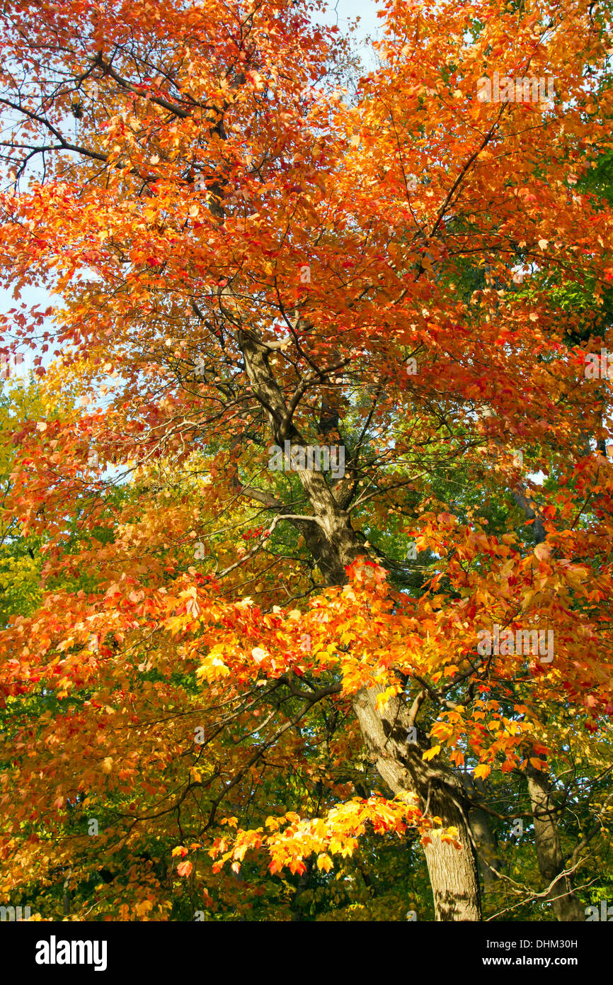 Tree bright new leaves hi-res stock photography and images - Alamy